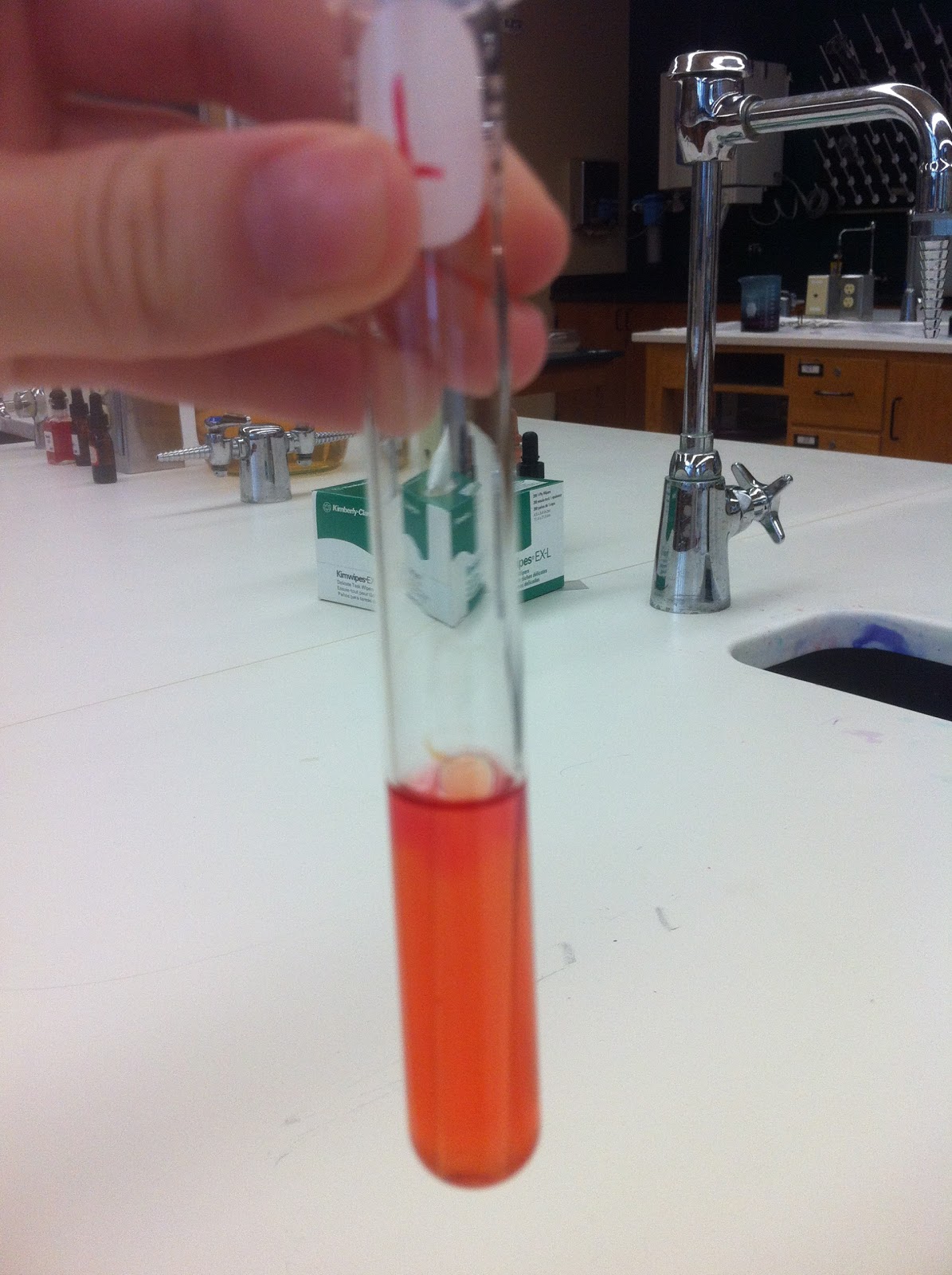 Courtney and Hannahs Bacterial Escapades at Franciscan University of ...