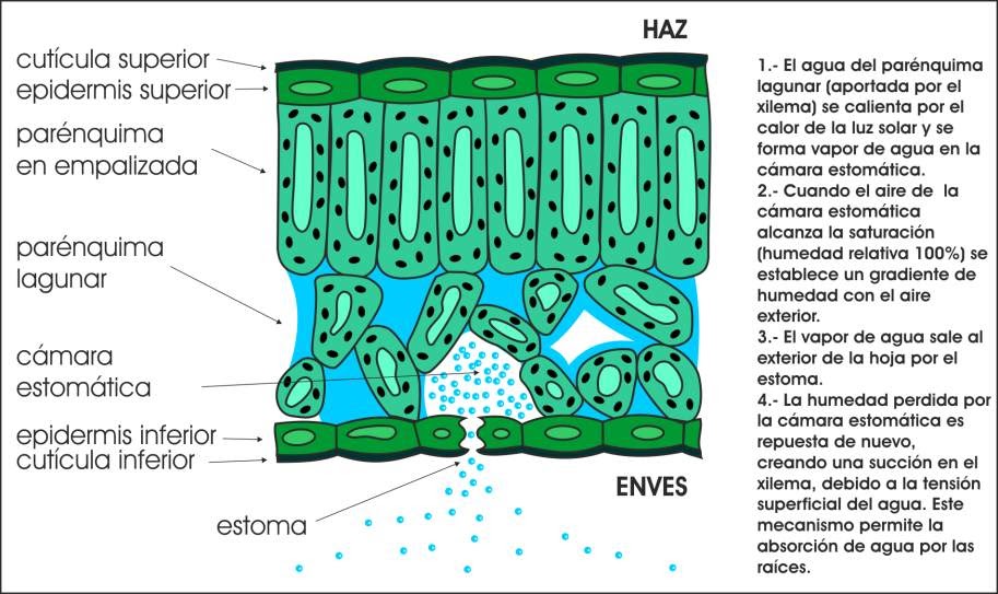 Homo agricola: La transpiración, la ventilación y el déficit de ...