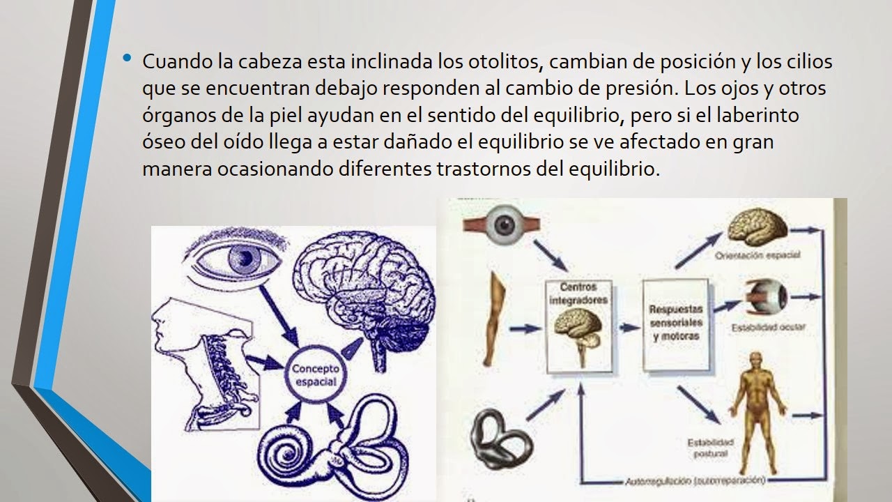 Fisiología Basica de Rafael Oswaldo Pacheco I.: SENTIDO DEL EQUILIBRIO