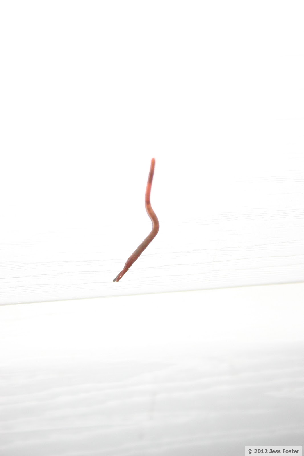 Sluggin' Along: Climbing Worms