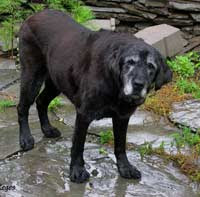 What Is The Oldest Labrador Retriever