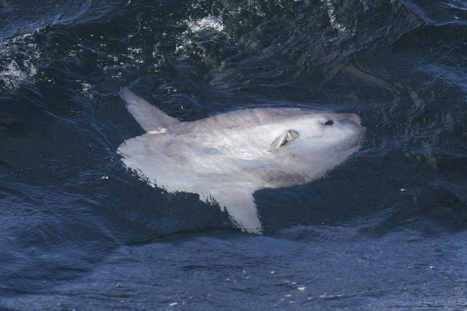 Joe Pender Wildlife Photography: Sunfish