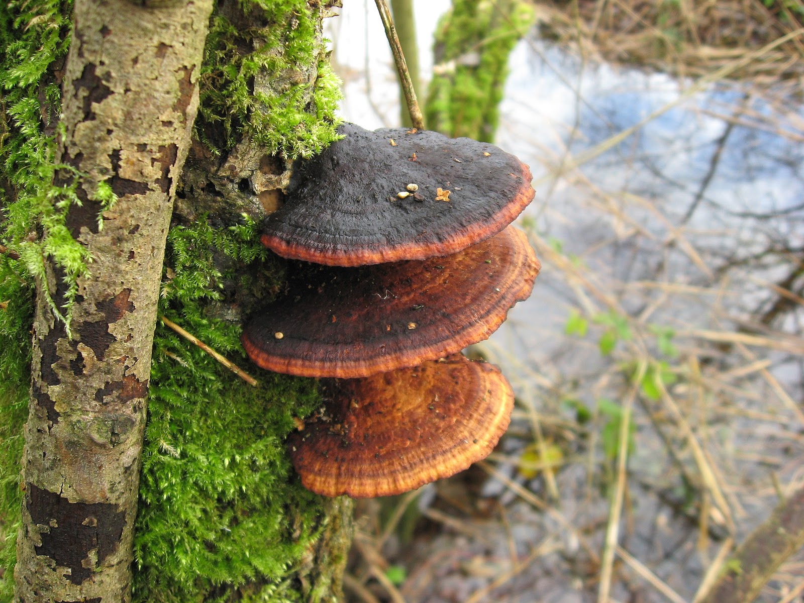 Calderdale Fungi - Halifax Scientific Society - Mycology Section ...