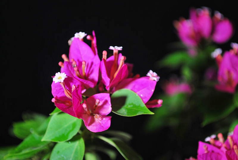 Bougainvillea Flower ~ Bonsai Adventure | A Guide to Bonsai Tree Care ...
