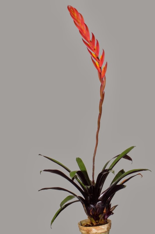 Aquarien und Orchideen : Bromelien und andere Pflanzen