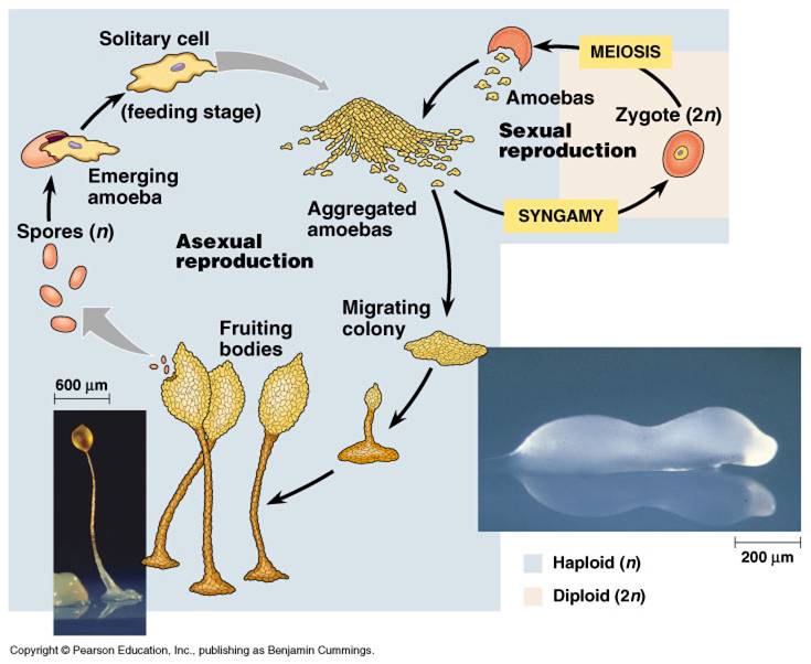 Kingdom Protista | Bukan Sekedar Materi