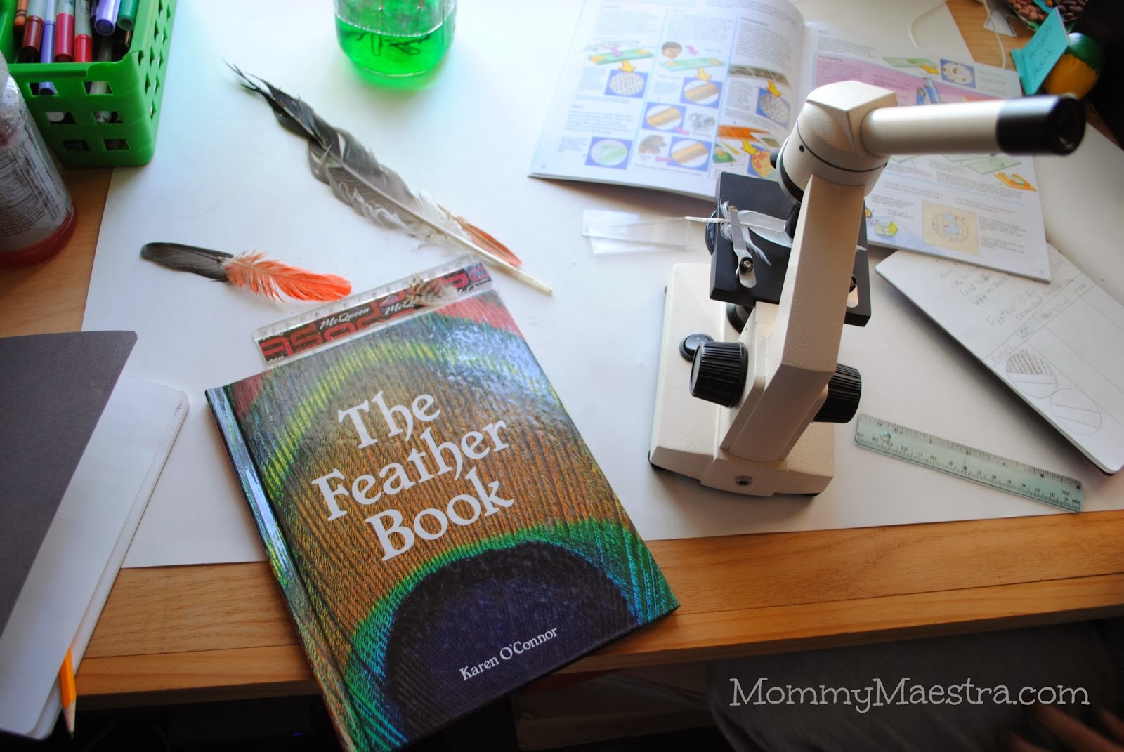 Mommy Maestra: How to Introduce your Child to a Microscope