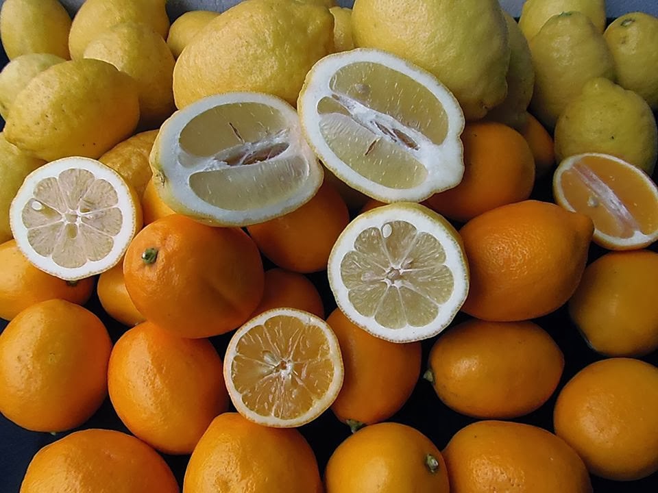 Pellaprat: Marmelada od meyer limuna