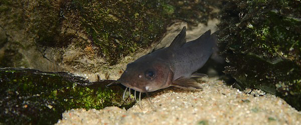 Catalogue of Organisms: September 2015