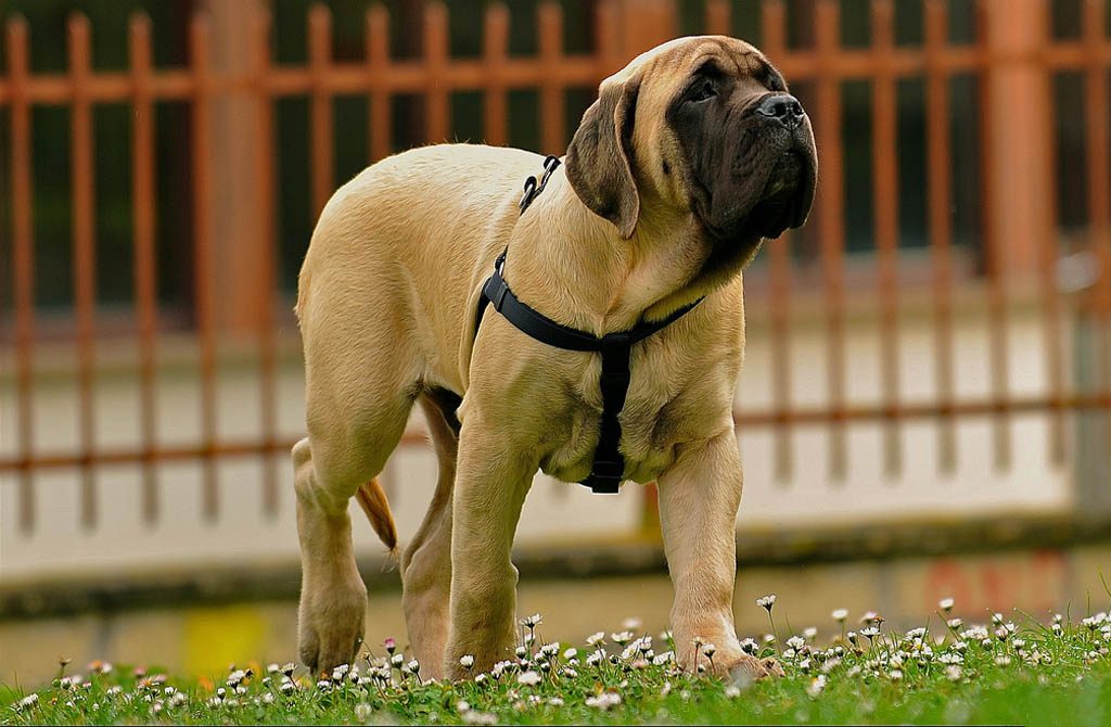 NUNCAJAMAS COCKER: PERROS DE GUARDA Y DEFENSA, POR SERGIO GRODSINSKY