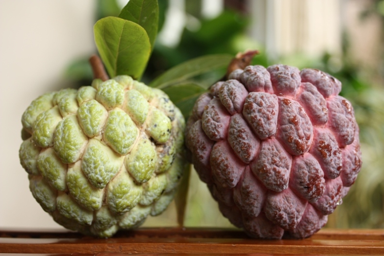 persahabatan: srikaya