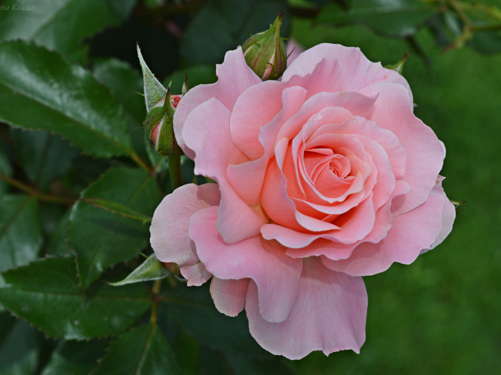 Fotos de flores rosados