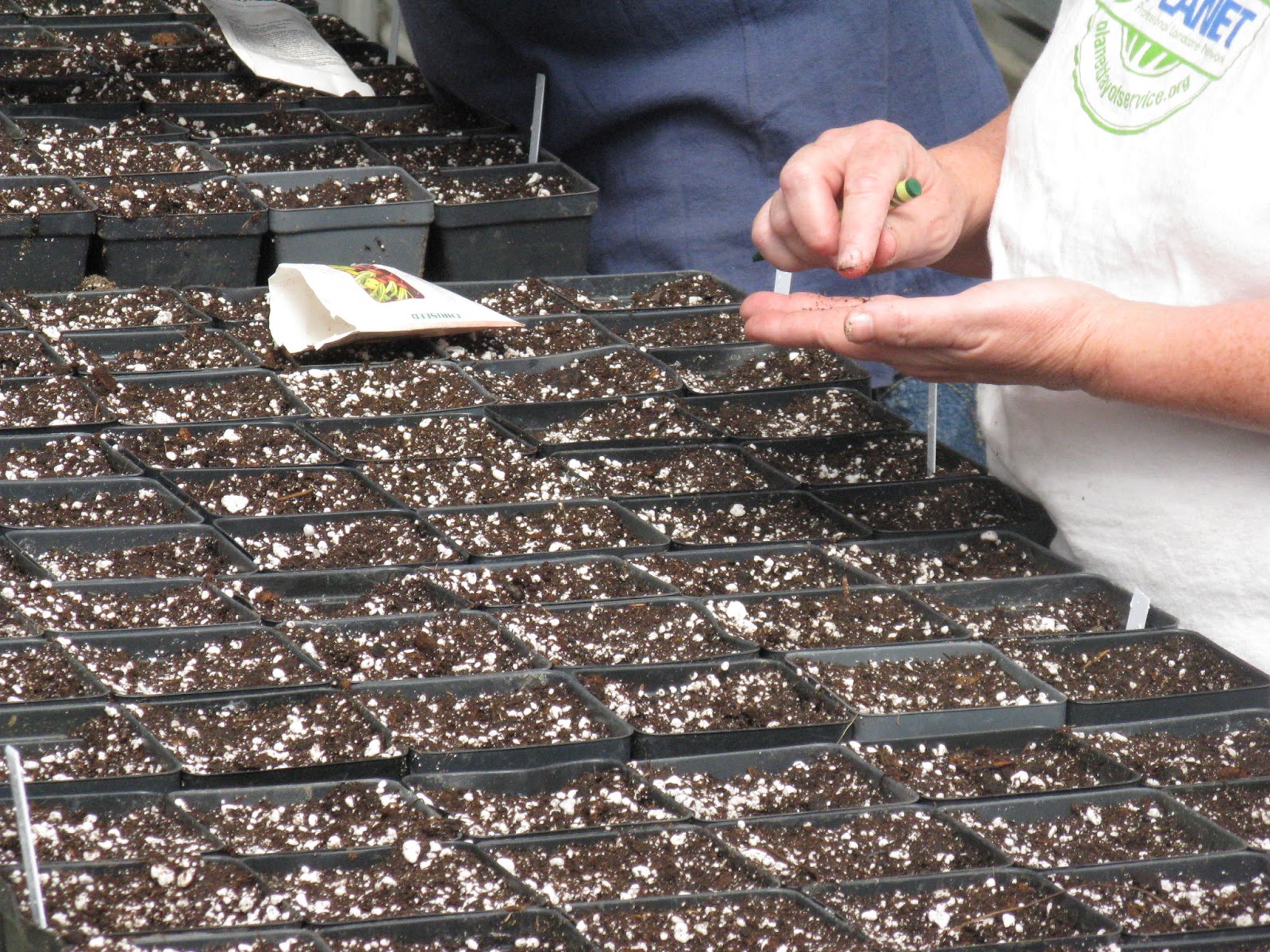 Front Range Food Gardener: Transplant Seeding