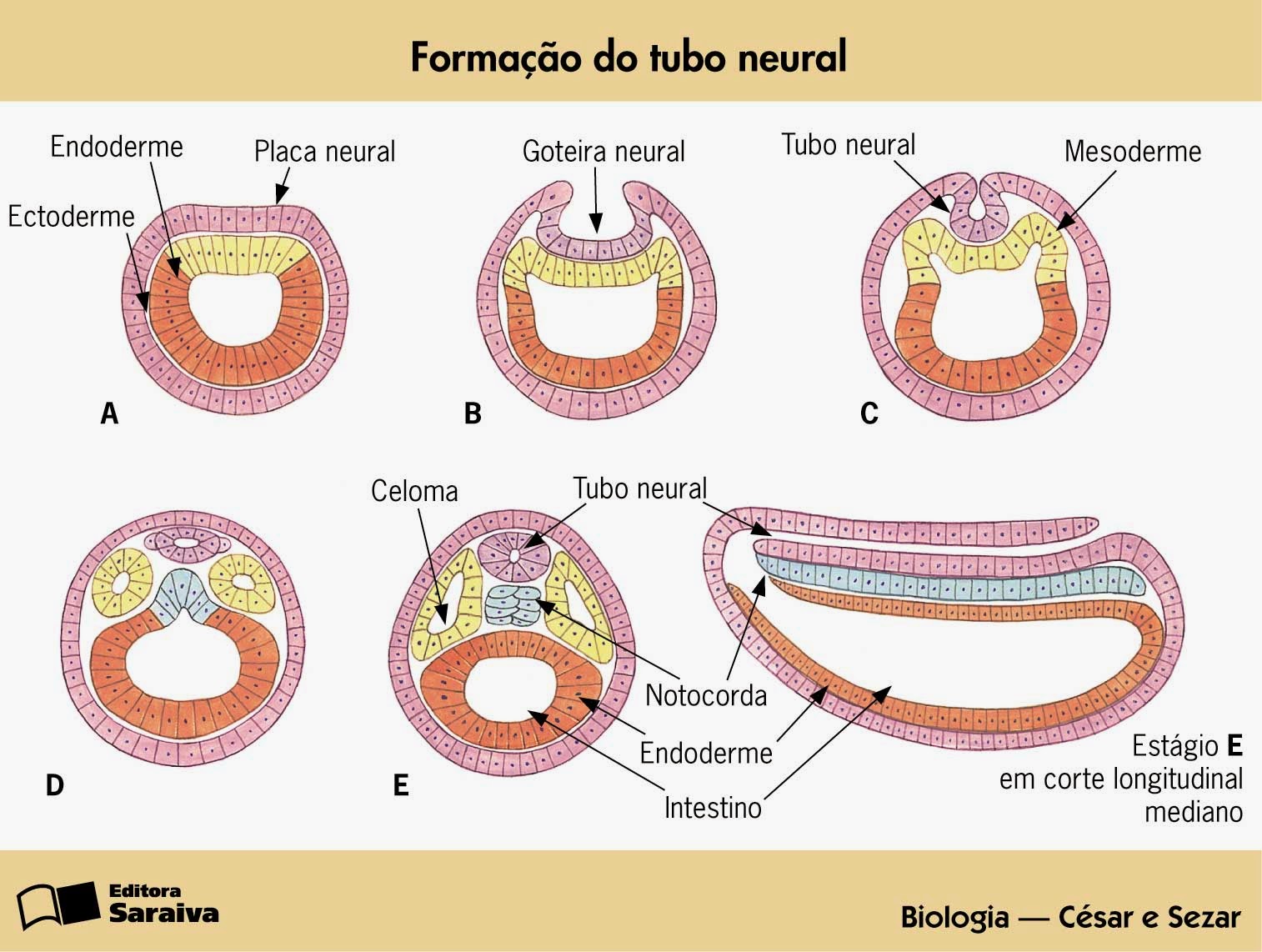 Biologia do 2º Ano: Cordados