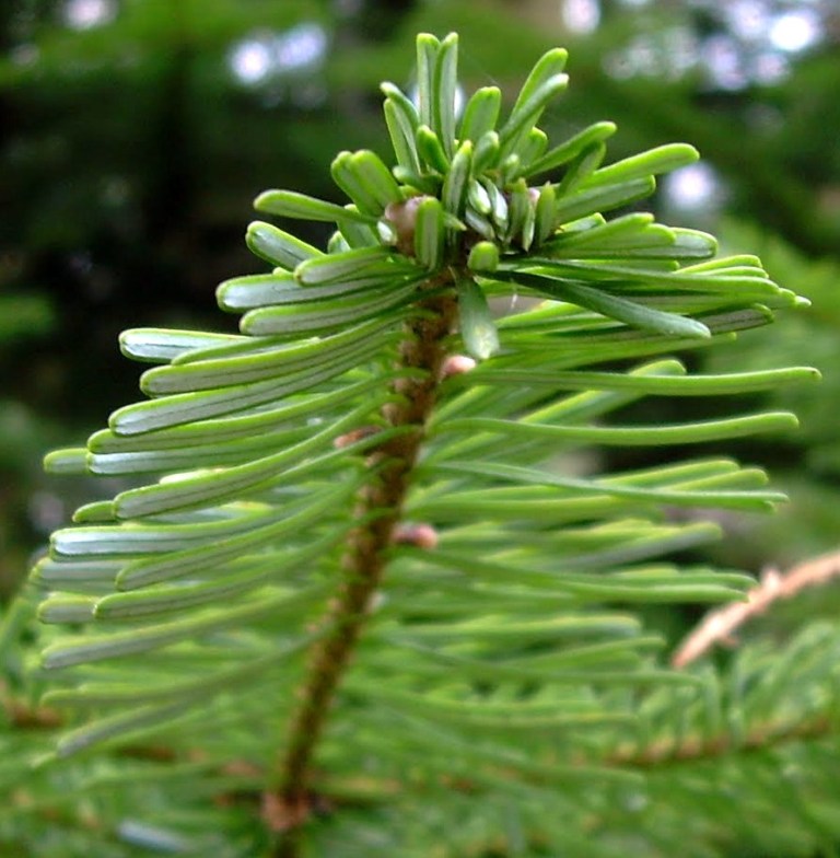 Taxonomia Plantae no Magnoliopsida: Phylum Tracheophyta Clase Pinopsida ...