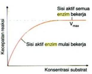 Faktor-Faktor yang Mempengaruhi Kerja Enzim | de Biology