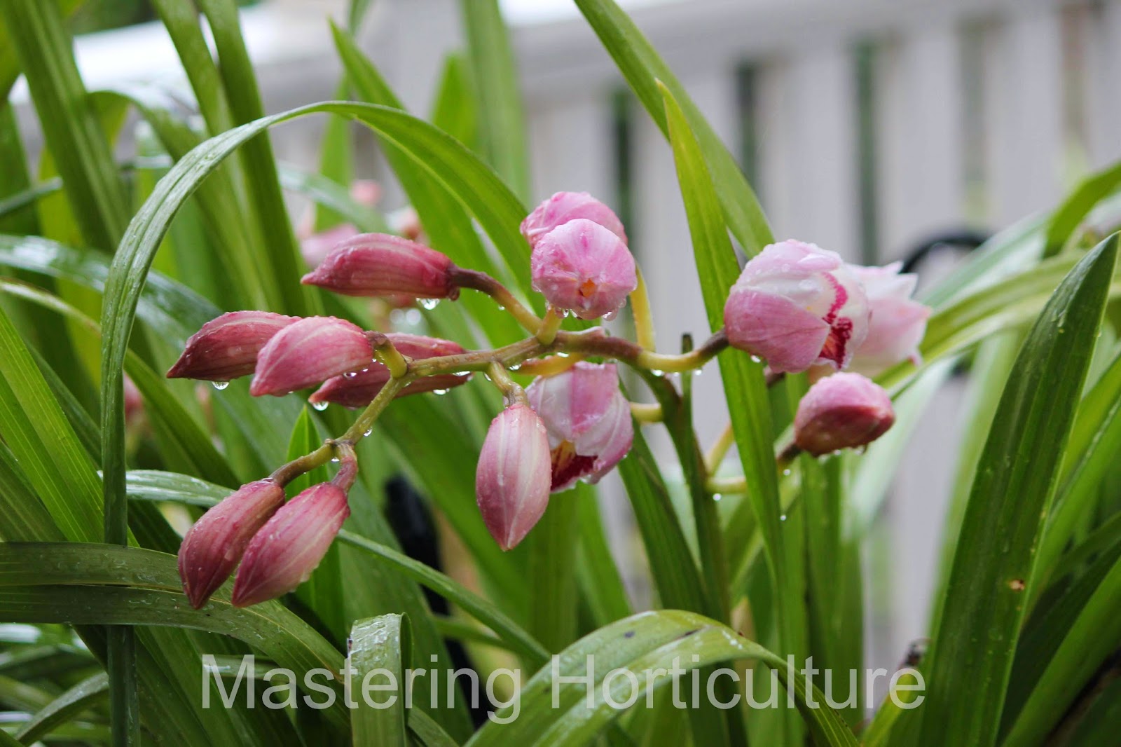Mastering Horticulture: Cymbidium Season