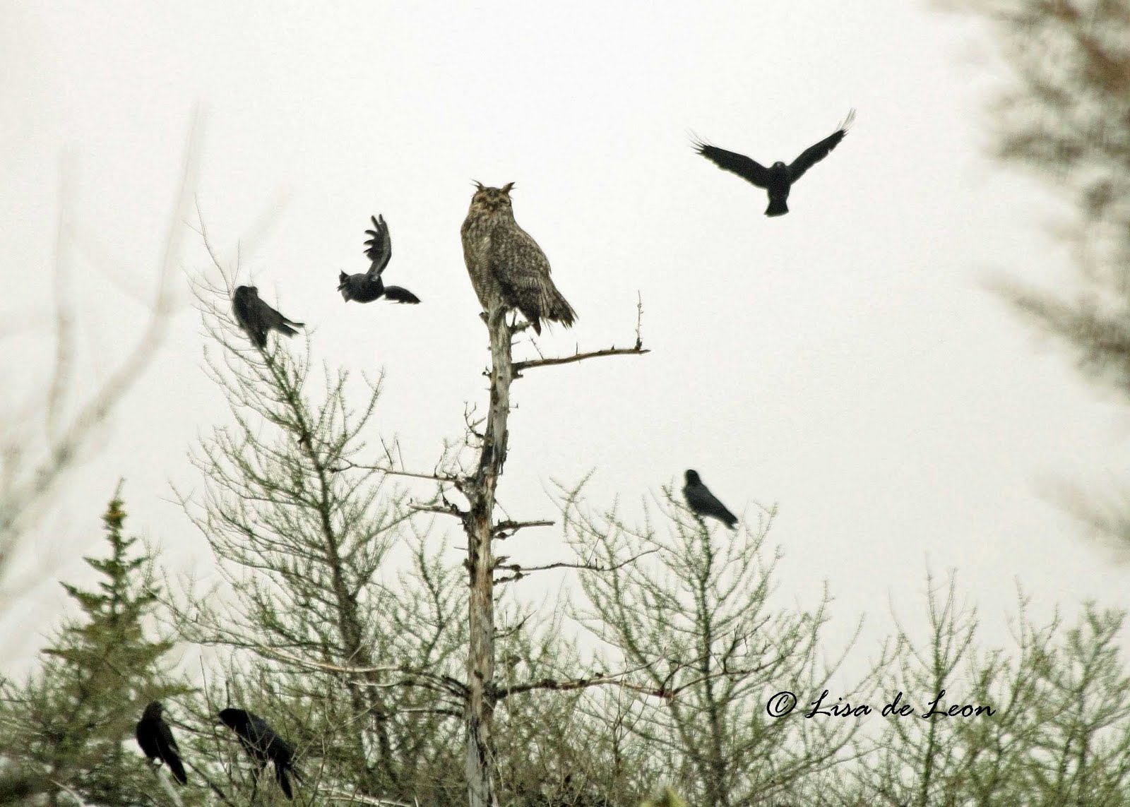 Birding with Lisa de Leon: Great Horned Owl