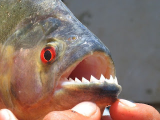 Fakta ganasnya ikan piranha | KASKUS