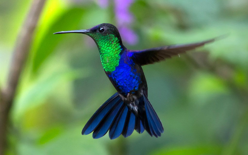 Los colibríes: mensajeros del pensamiento.