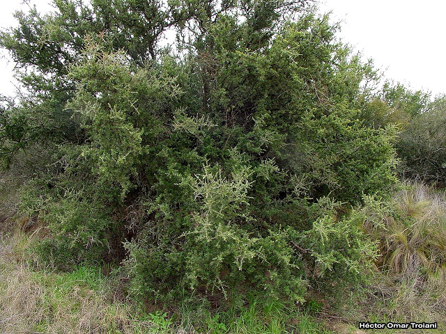 Argentina nativa: Moradillo (Schinus fasciculatus)