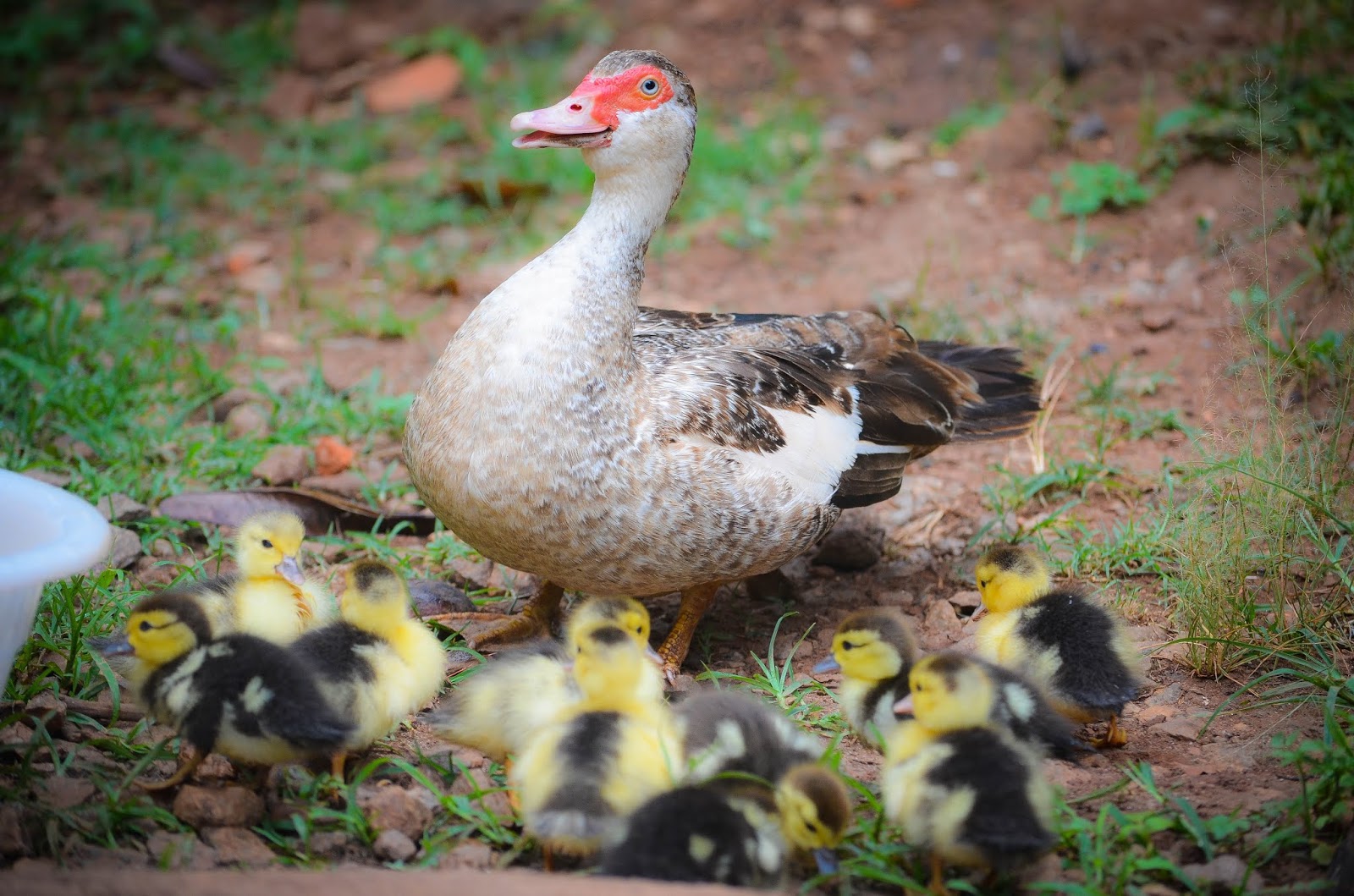 The Tuininga Family Adventures: Baby Ducklings