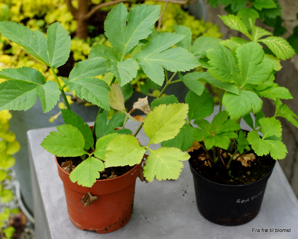 Fra frø til blomst: KVAN