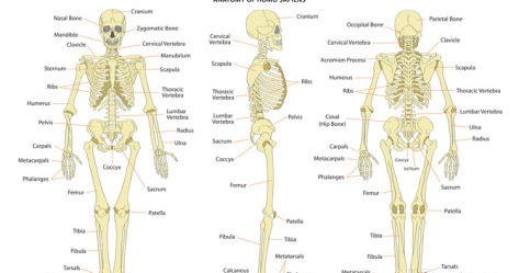 Science Rocks! : The Skeletal & Muscular Systems
