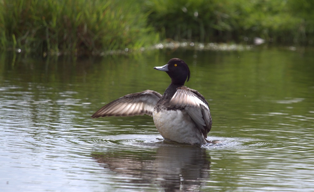 Graham's Birding Blog: Summer 2012