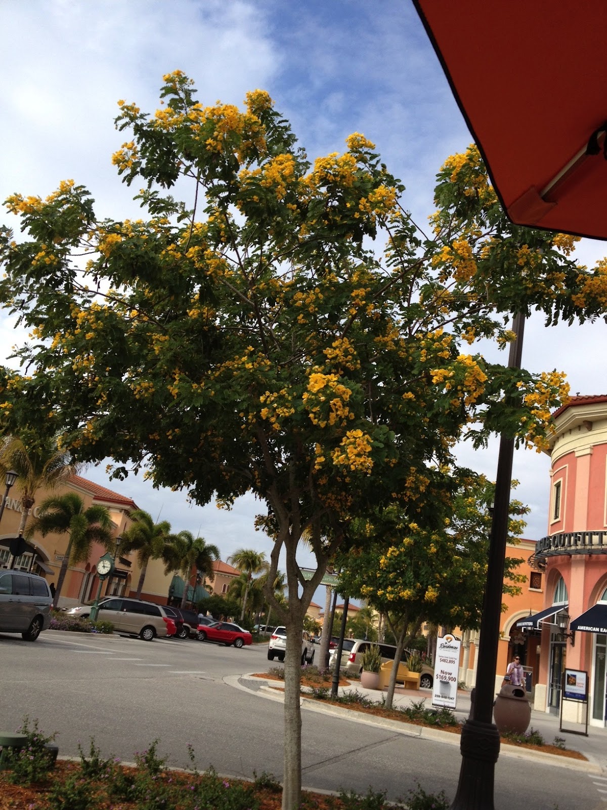 planted cloud: Scrambled Egg Tree