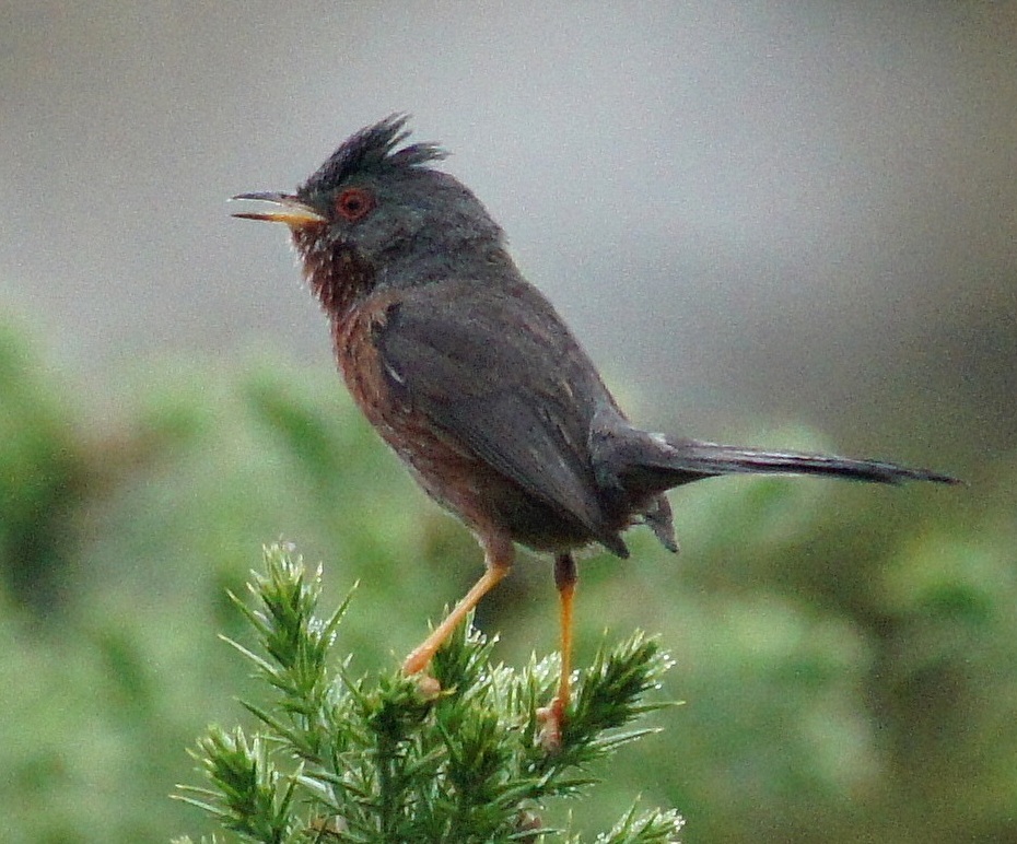 NO SIN MIS PRISMÁTICOS: CURRUCA RABILARGA (Sylvia undata)