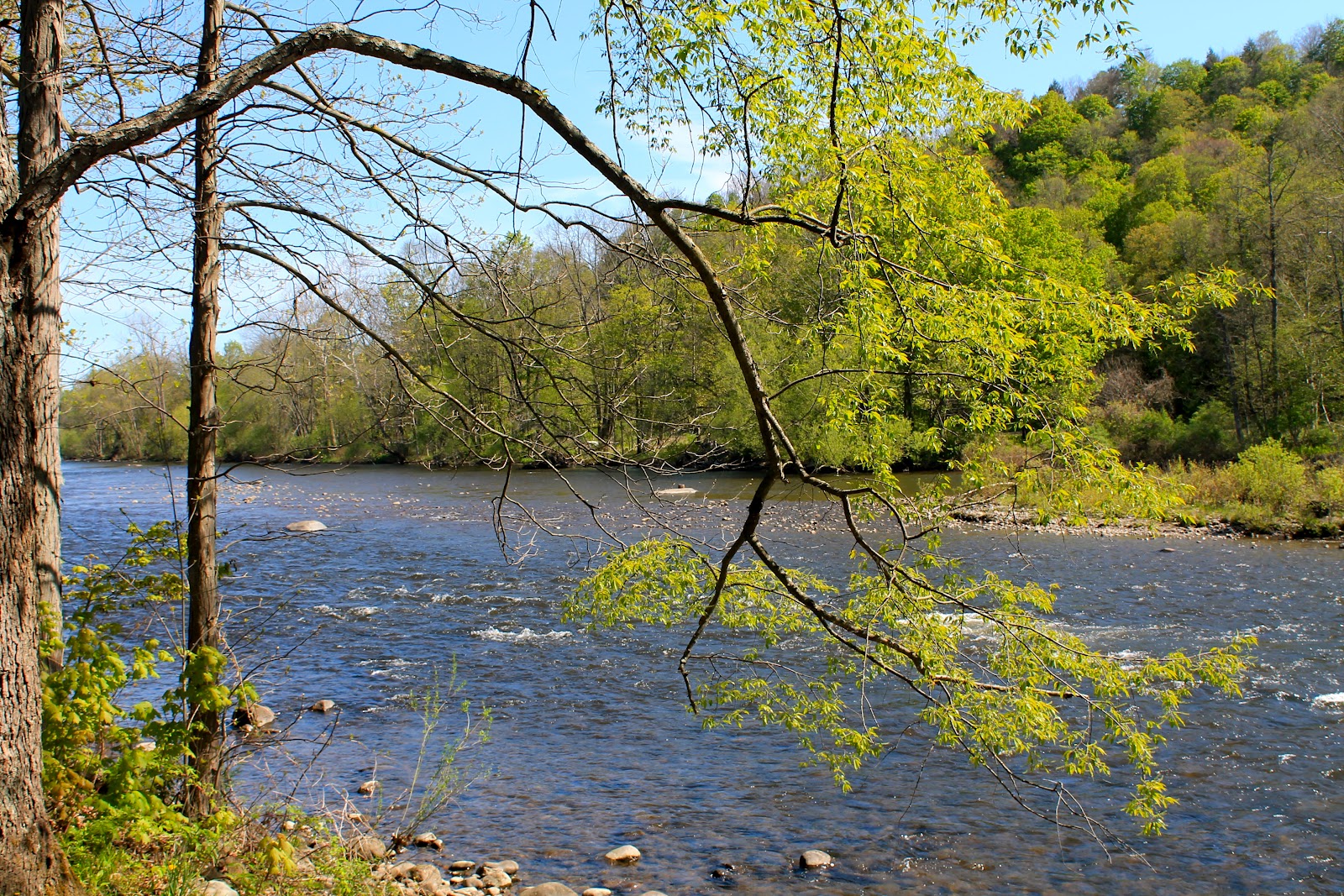 HoliMess: Planted by the River