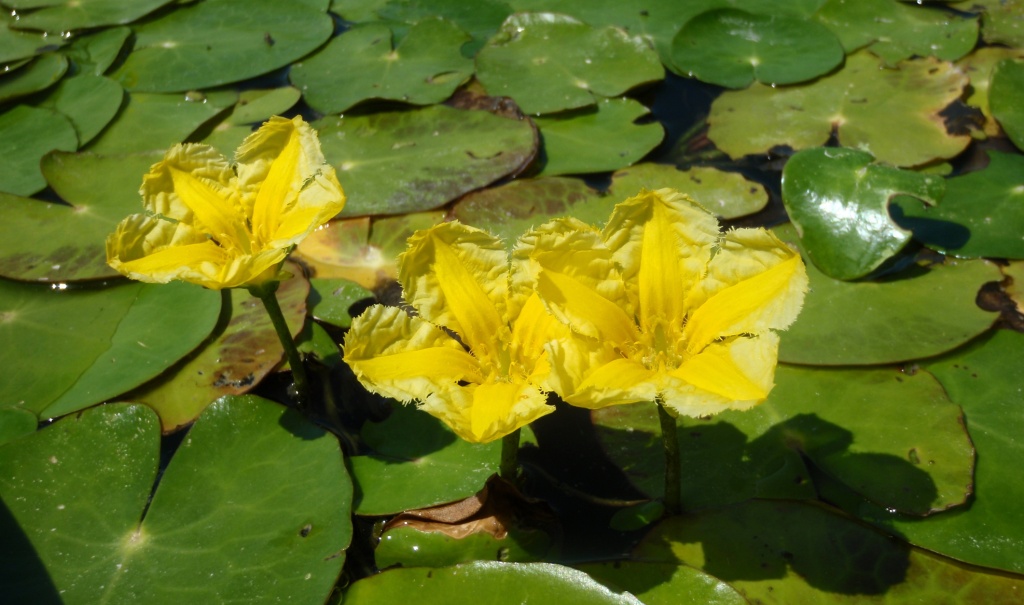 Insula Popina – Romania vazuta din caiac