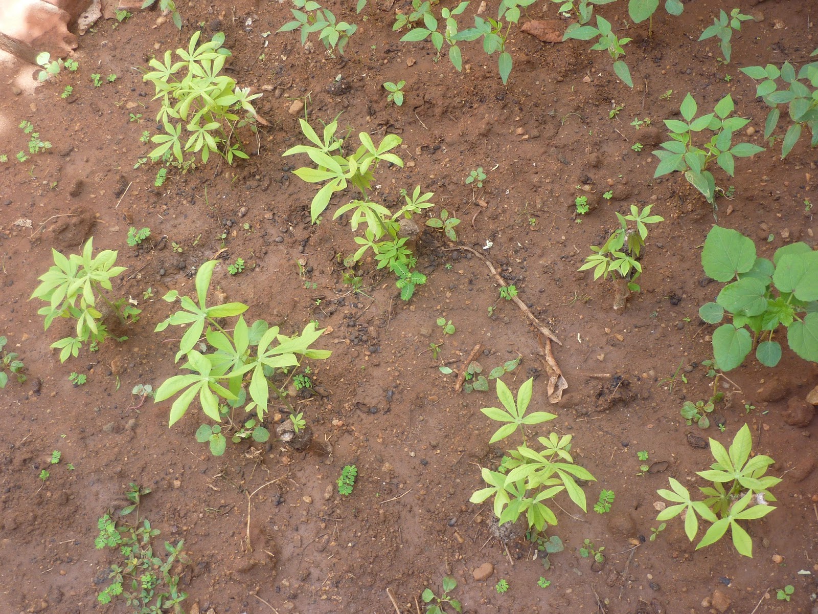 Our Edible Garden: Growing Tapioca