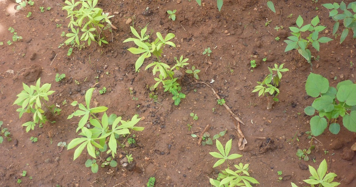 Our Edible Garden: Growing Tapioca