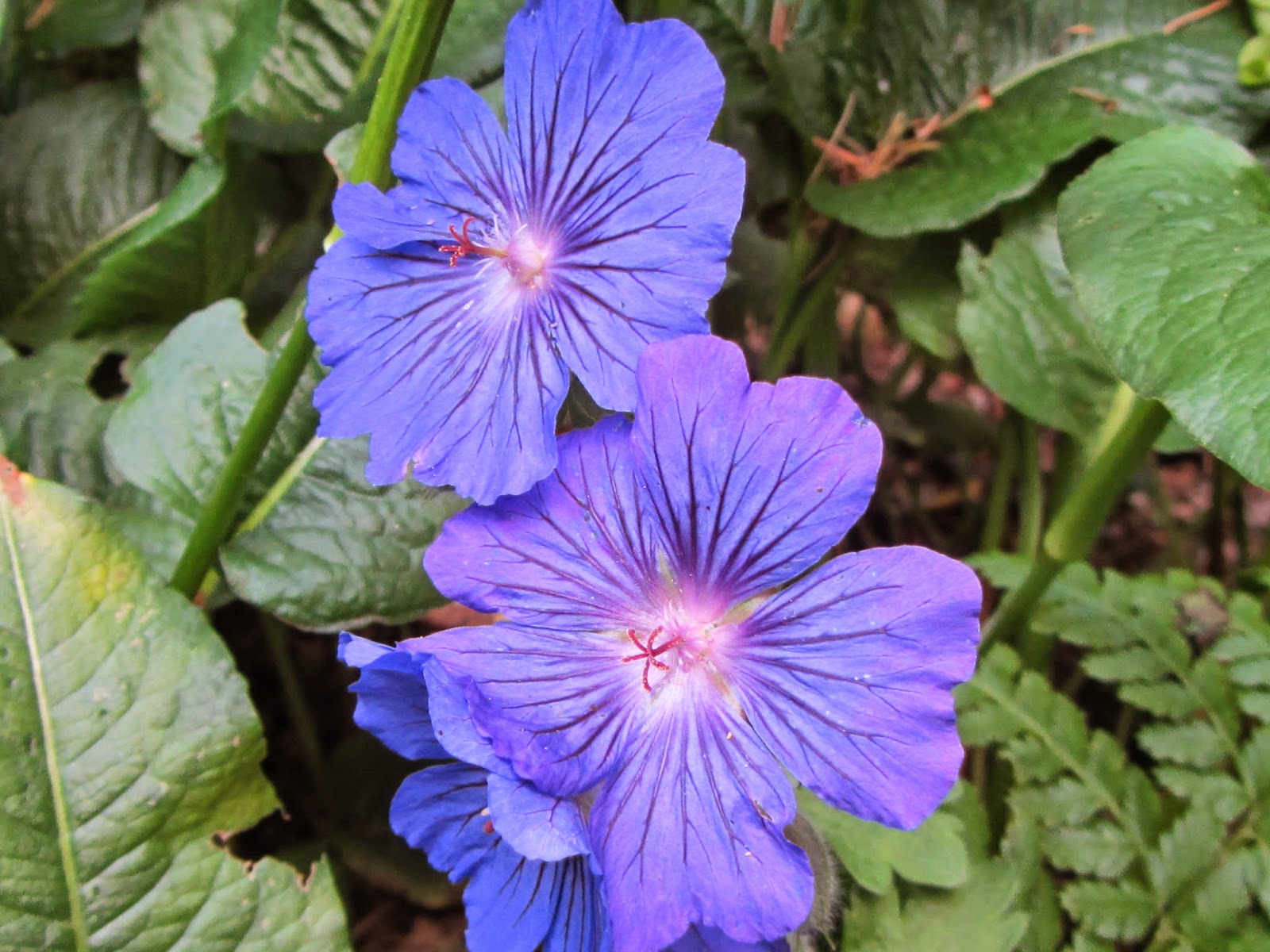 Jan Wilde een Tuin: GERANIUMS EN HERFST