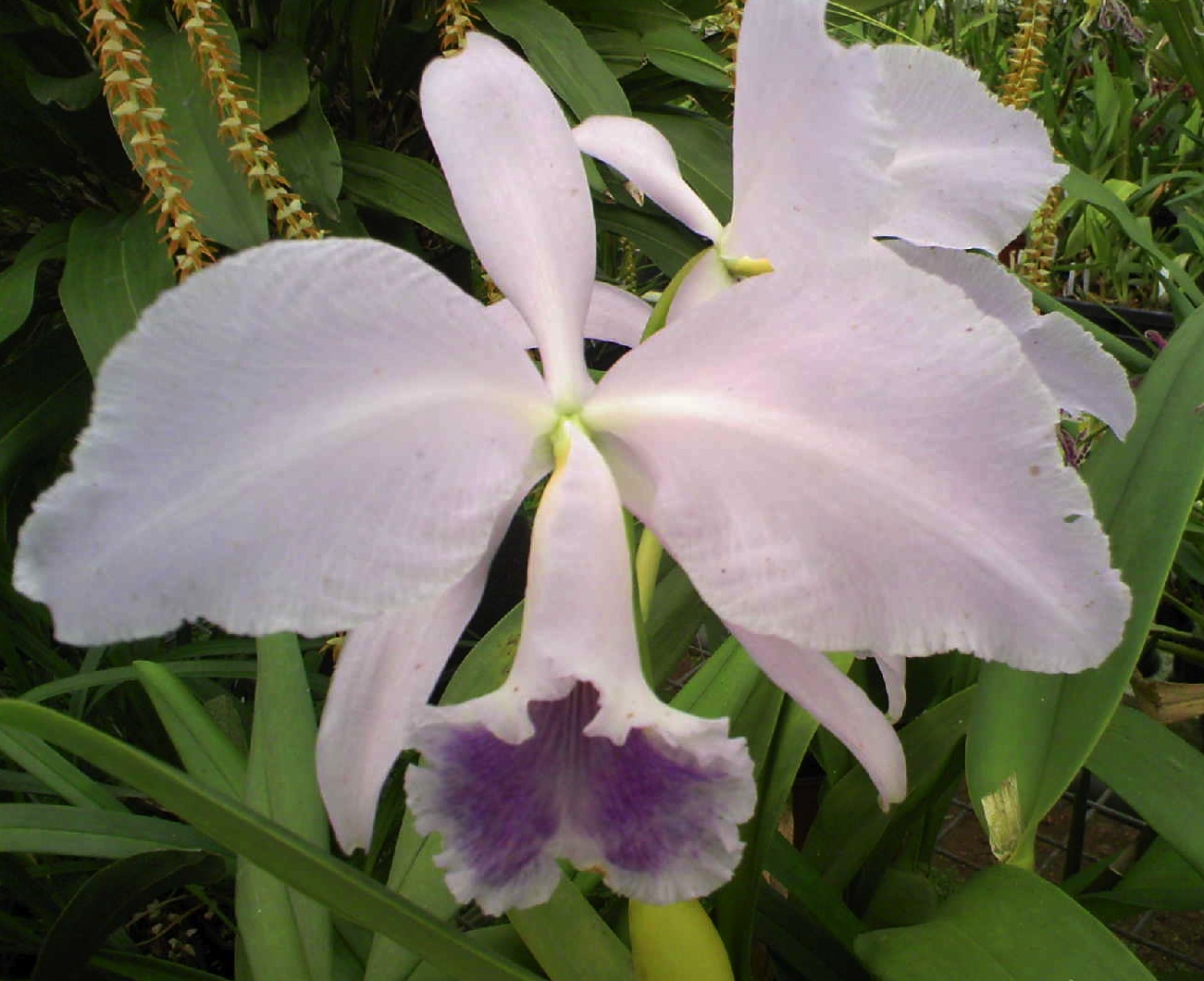 My Orchids Journal: Cattleya labiata