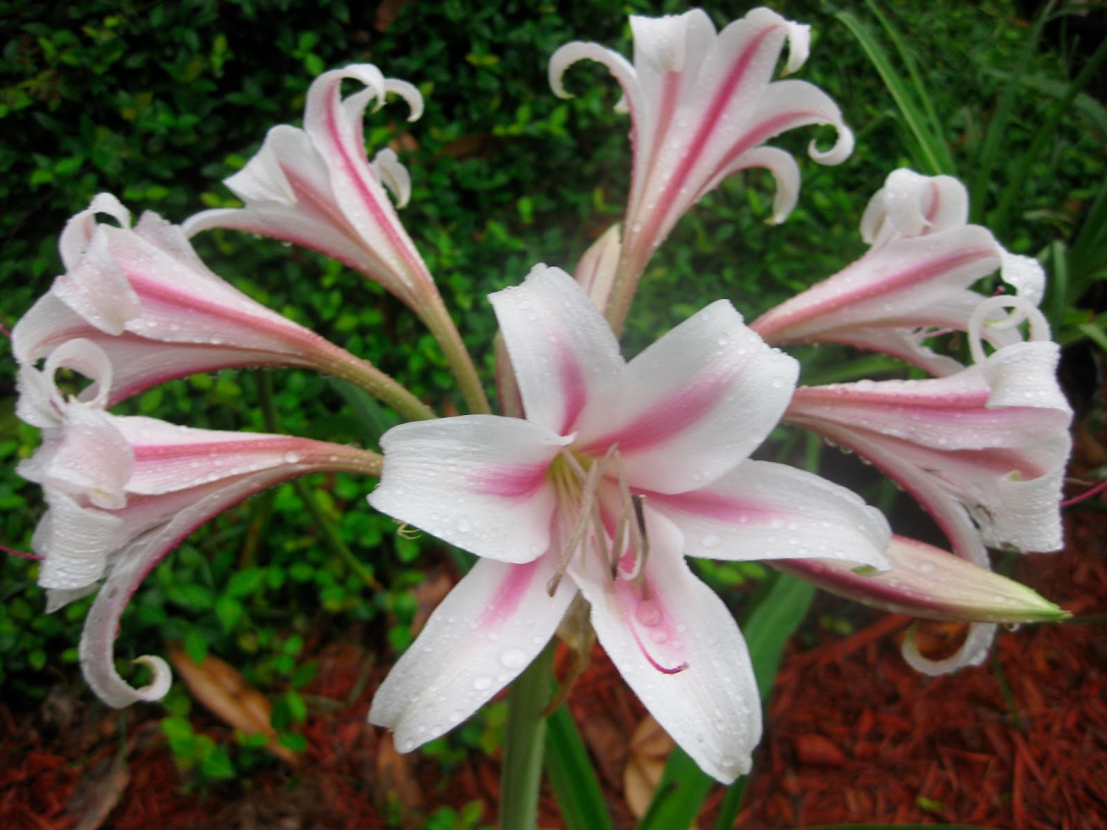 Yard Talk: The Crinum Lily