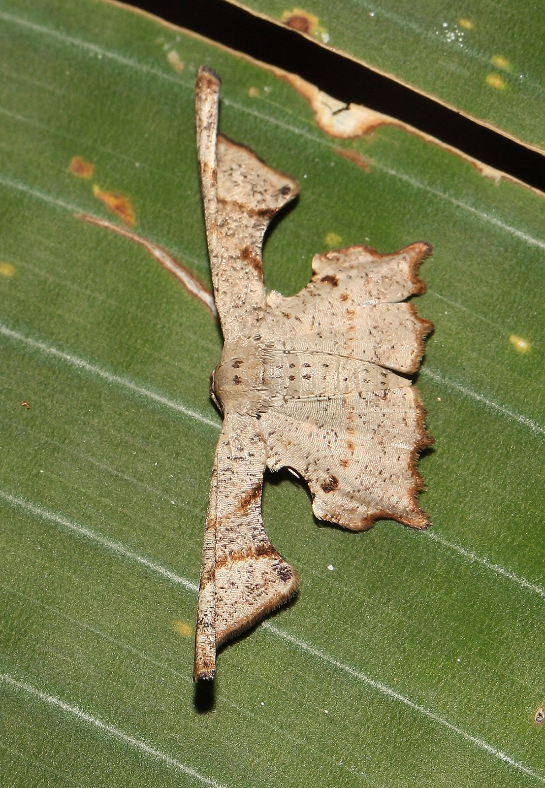 BunyipCo: A Few Nice Moths