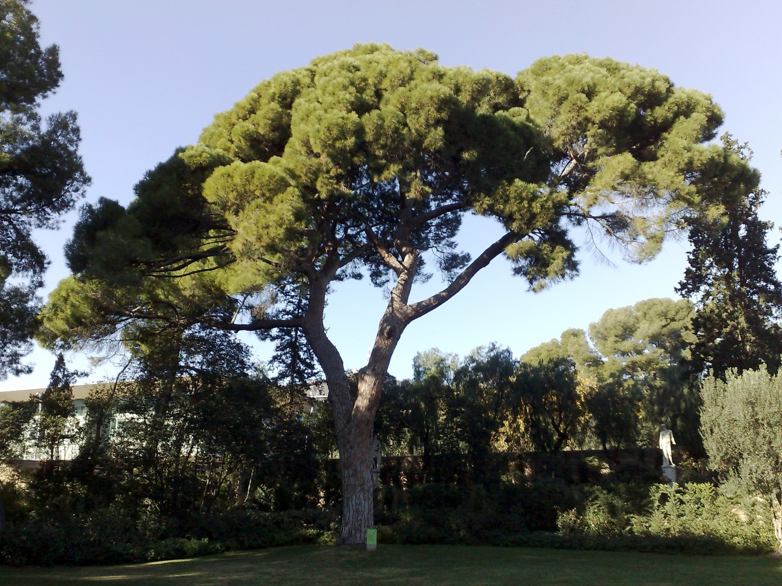 Árboles con alma: Pino piñonero. Pi pinyer. (Pinus pinea)