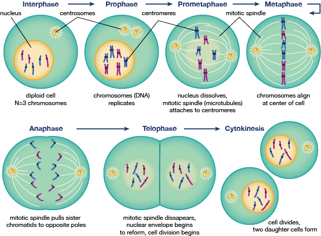 Mitosis on the roll | Super Biology!
