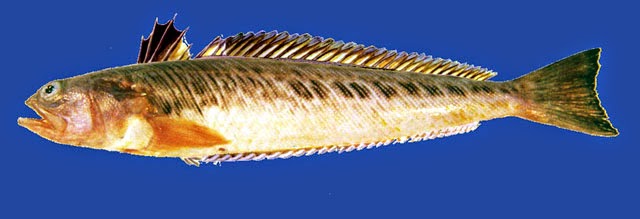 Artes de Pesca: LOS TRAQUÍNIDOS