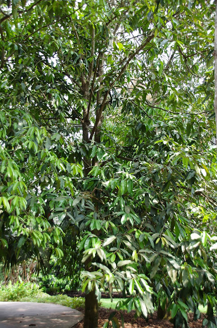 Trees and Plants: Resak Irian (Vatica Rassak)