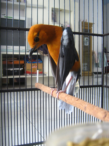 Cara Merawat Anis Merah Yang Baik dan BenarHewan Peliharaan