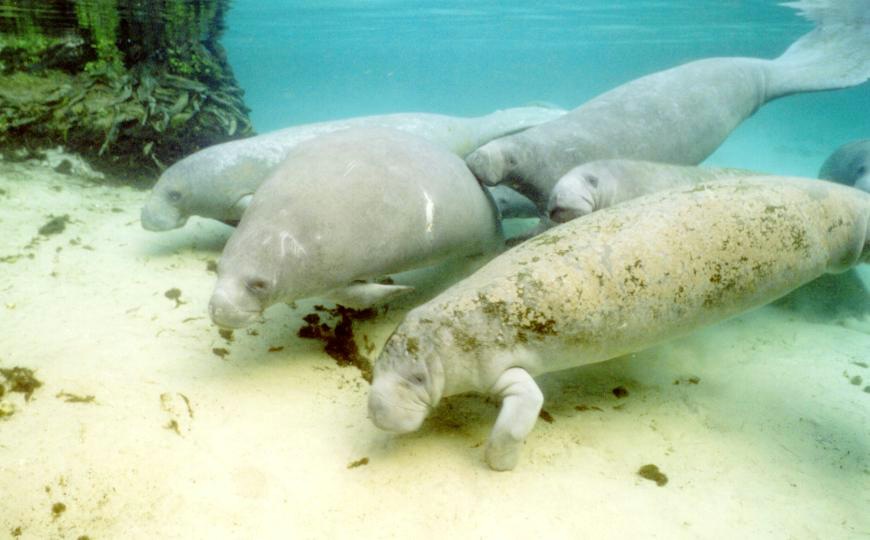 Animals World: Manatees