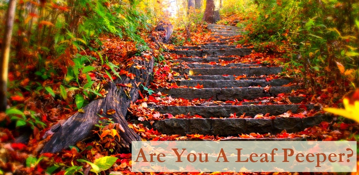 The Domestic Curator: Are You A Leaf Peeper?