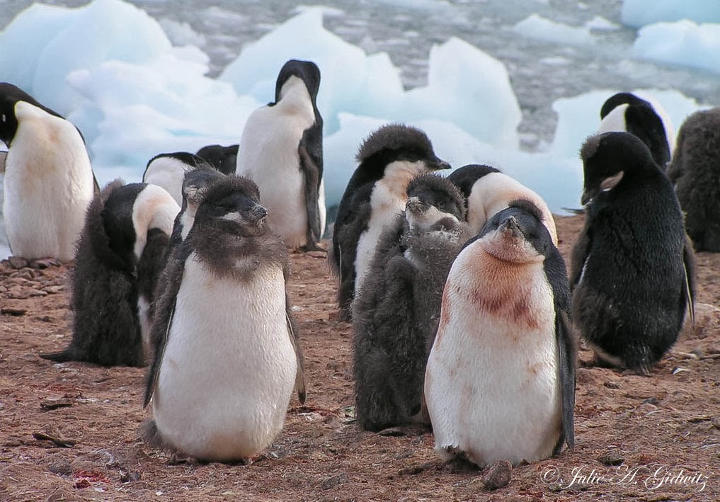 Birding Is Fun!: Penguins Galore in Antarctica: Part I