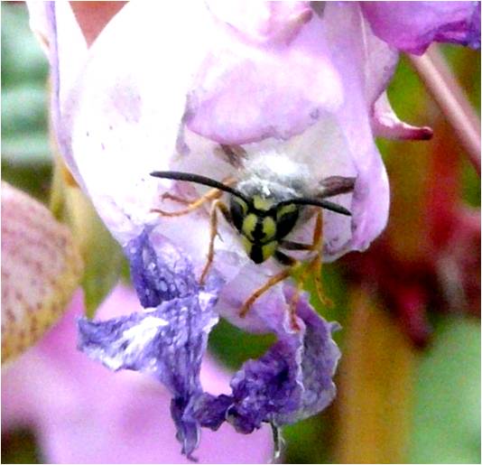 Insects of Scotland: Bees/Wasps/Ichneumons/Sawflies/Ants