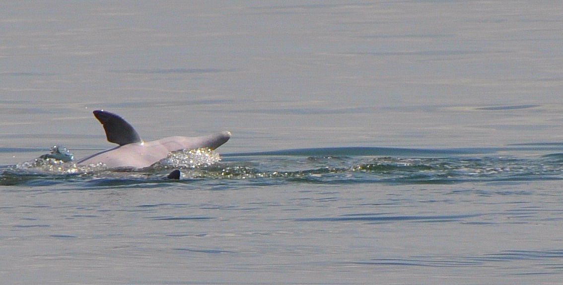 My Retiring Life: “Man has always assumed that he was more intelligent ...