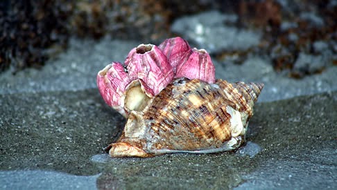 prairiemary: DARWIN: MORE ABOUT BARNACLES THAN MONKEYS